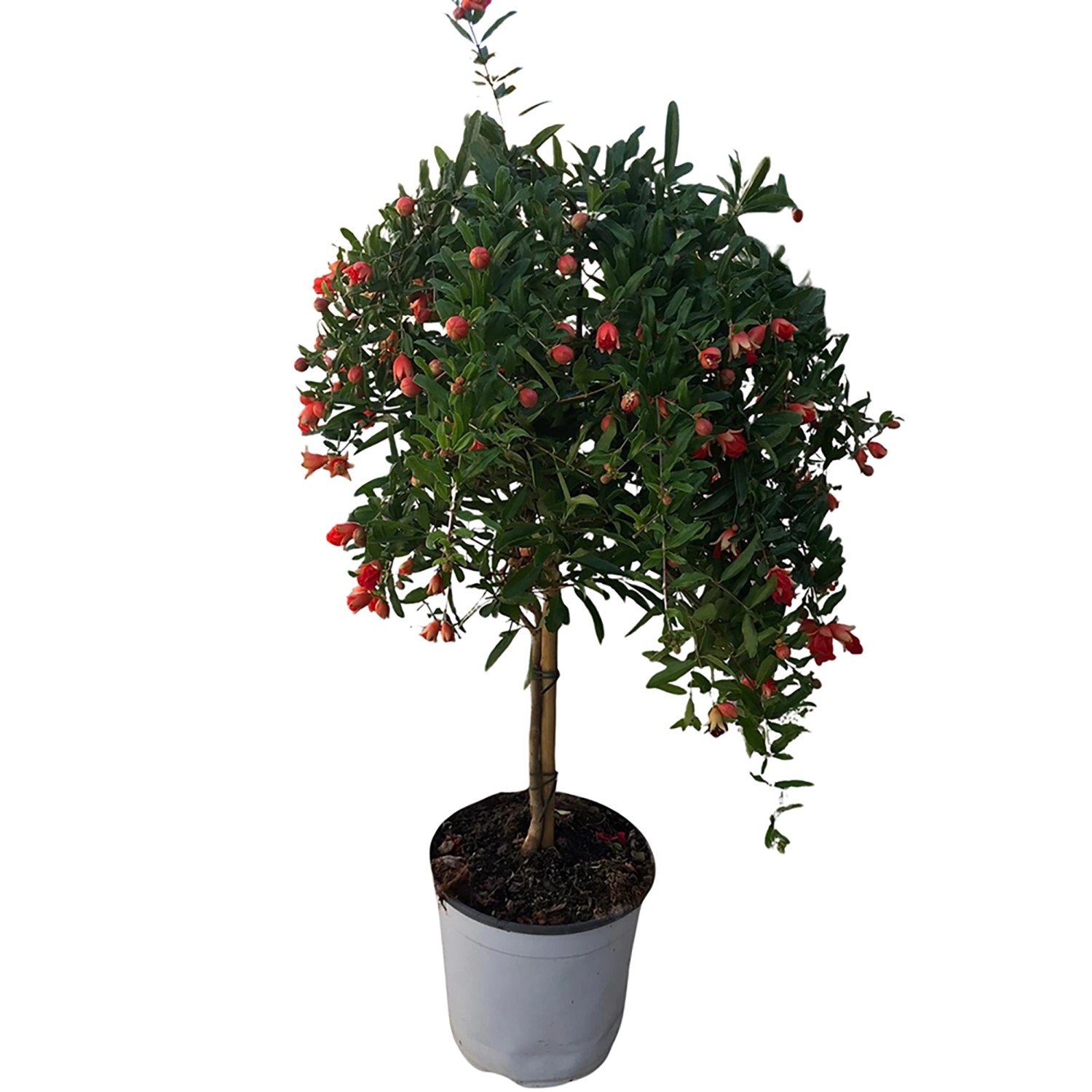 Granatapfelbaum Stamm Höhe ca. 30 - 40 cm Topf-Ø ca. 21 cm Punica ...