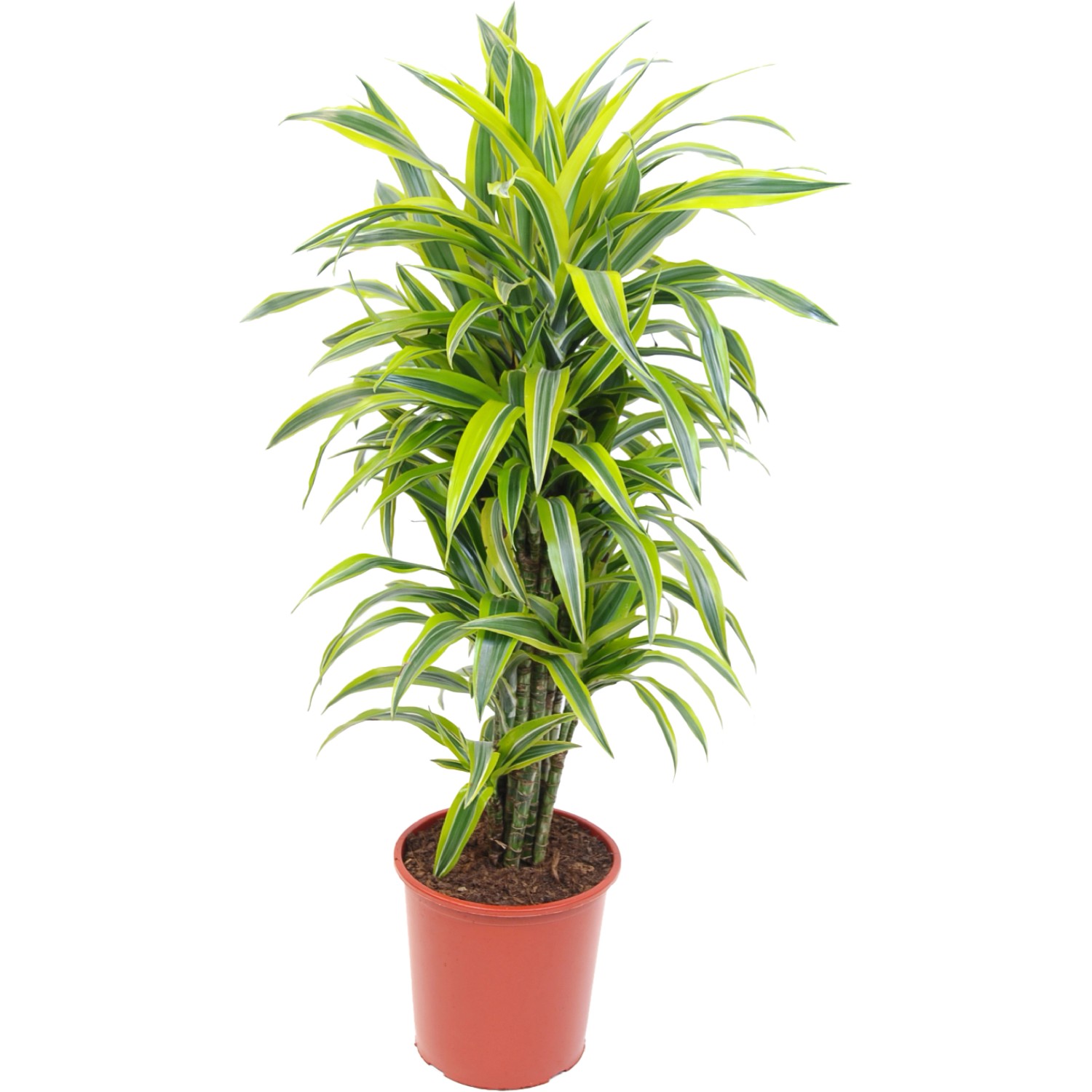 Drachenbaum "Lemon Lime" Höhe ca. 100 - 130 cm Topf-Ø ca. 27 cm Dracaena kaufen bei OBI
