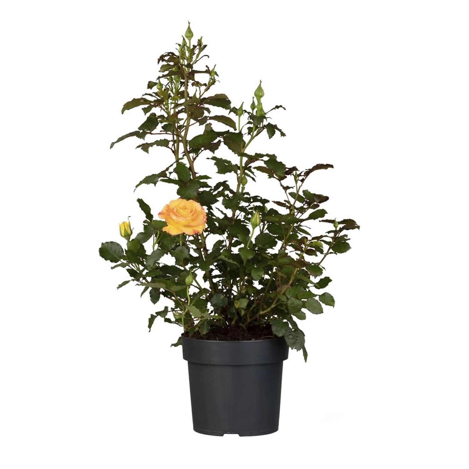 Beetrose Gelb Höhe ca. 20 - 30 cm Topf ca. 4,6 l Rosa Hybride kaufen ...