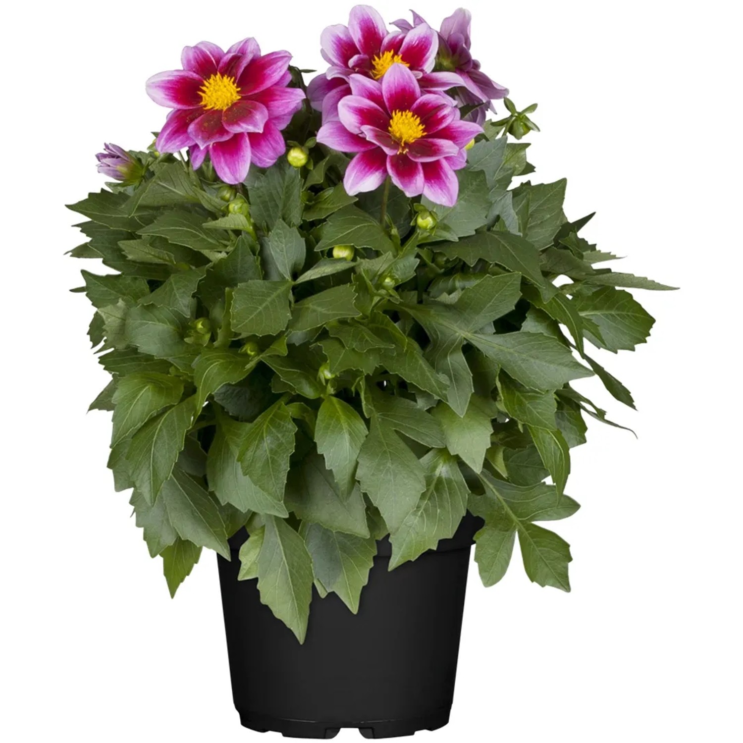 Dahlia Hybride Winterhart