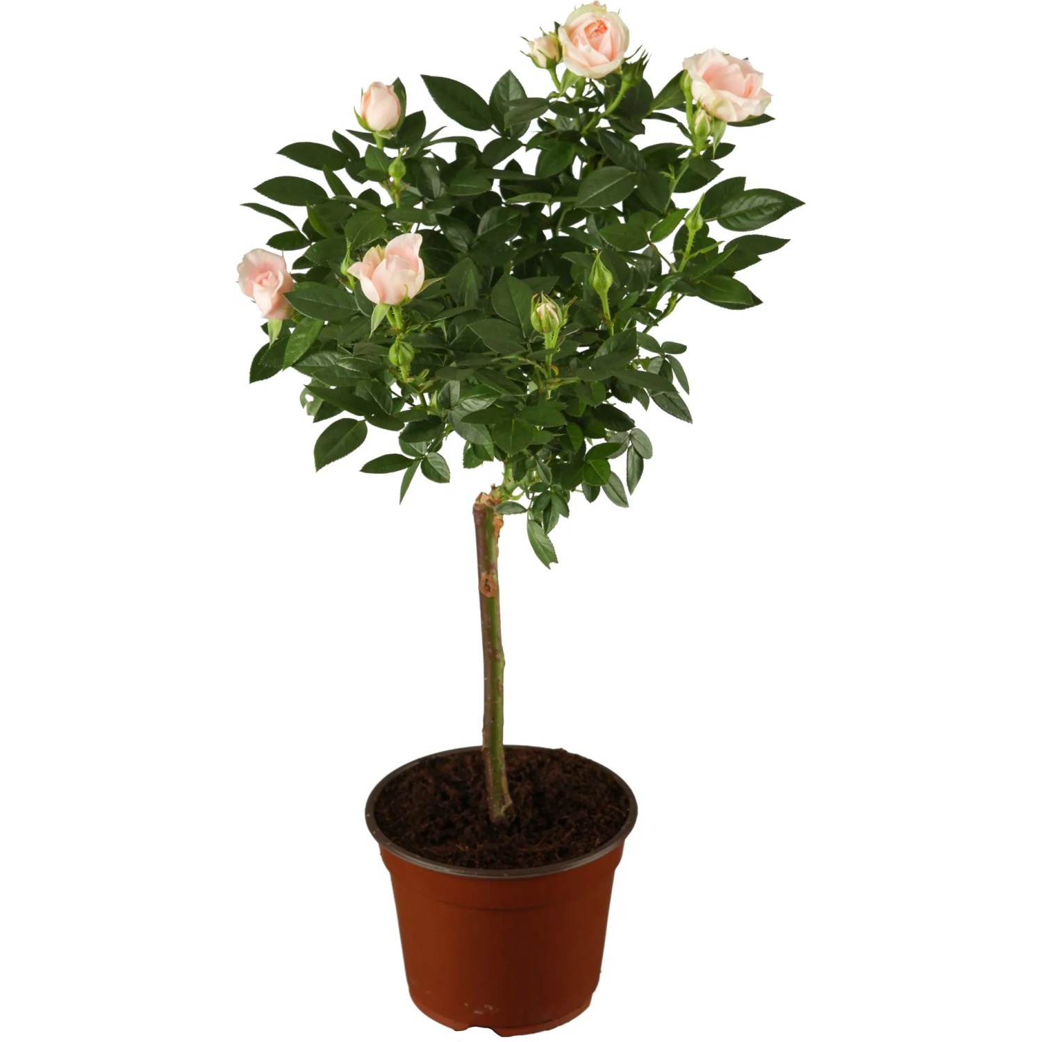 GROW by OBI Rose "Rosy Boom" Mini Stamm Höhe ca. 50 - 60 cm Topf ca. 6 ...