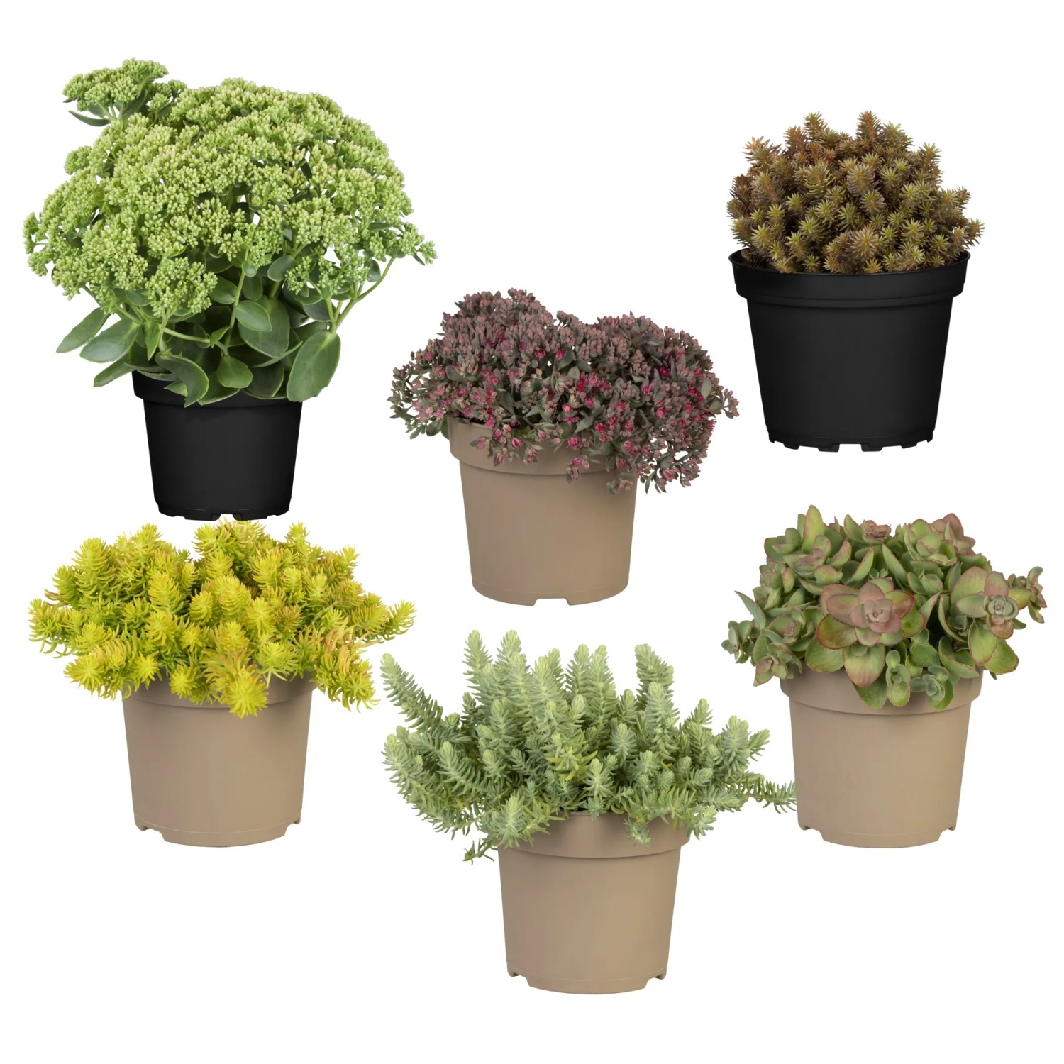 Sedum Fettblatt Mix 15 Cm Kaufen Bei OBI sedum-fettblatt-mix-15-cm-kaufen-bei-obi