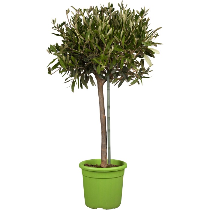 Topf Fur Olivenbaum Kaufen