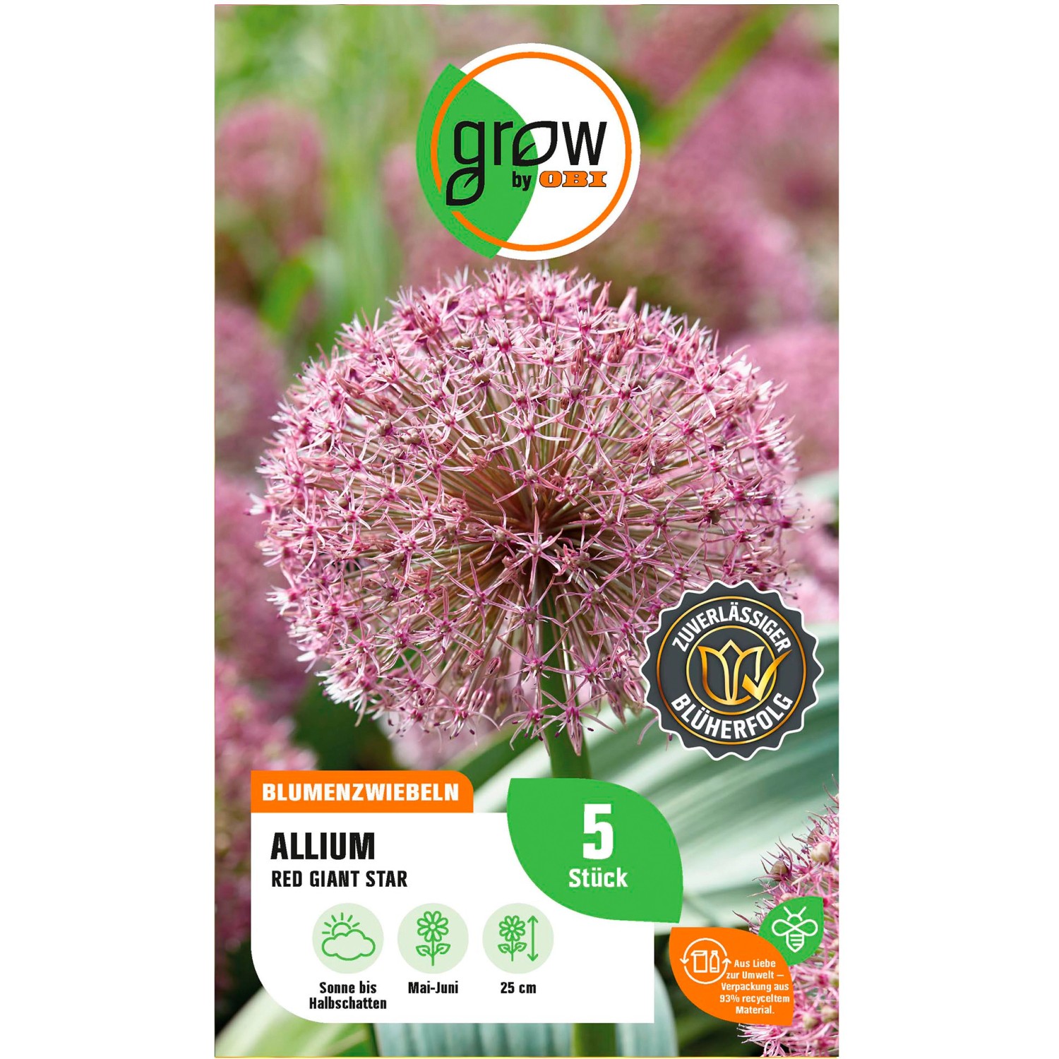 GROW by OBI Zierlauch "Red Giant Star" Rot-Violett 5 Stück Allium ...