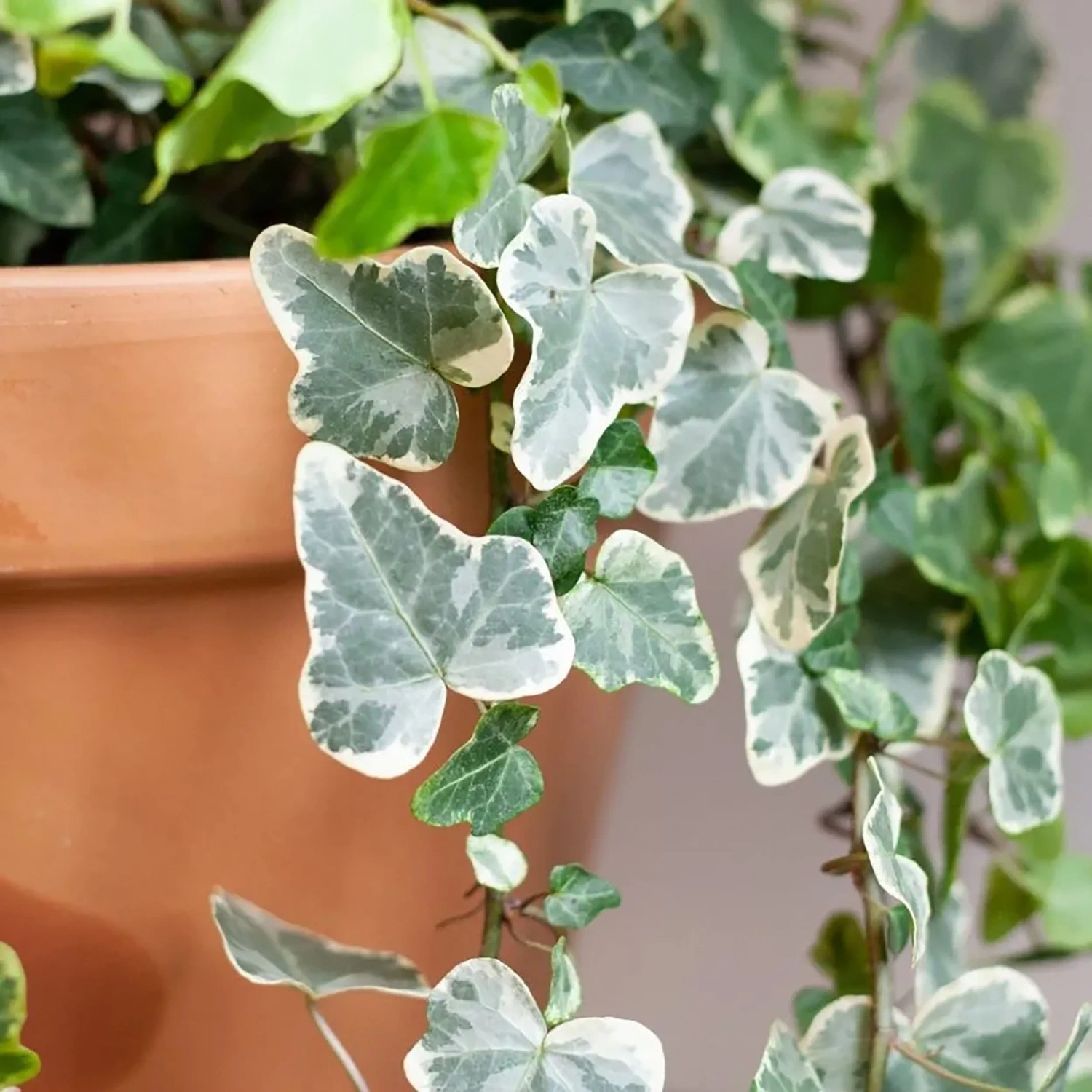 GROW by OBI Hedera Helix "Wonder" Topf 13 cm kaufen bei OBI