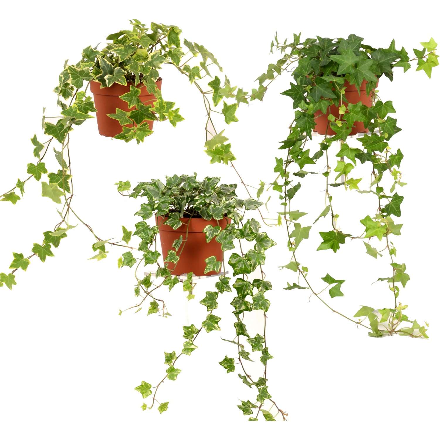 GROW by OBI Efeu sortiert Höhe ca. 20 cm Topf Ø ca. 13 cm Hedera Helix ...