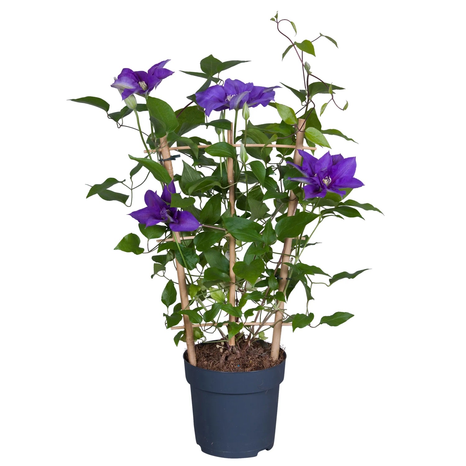 Clematis Winterhart Kaufen