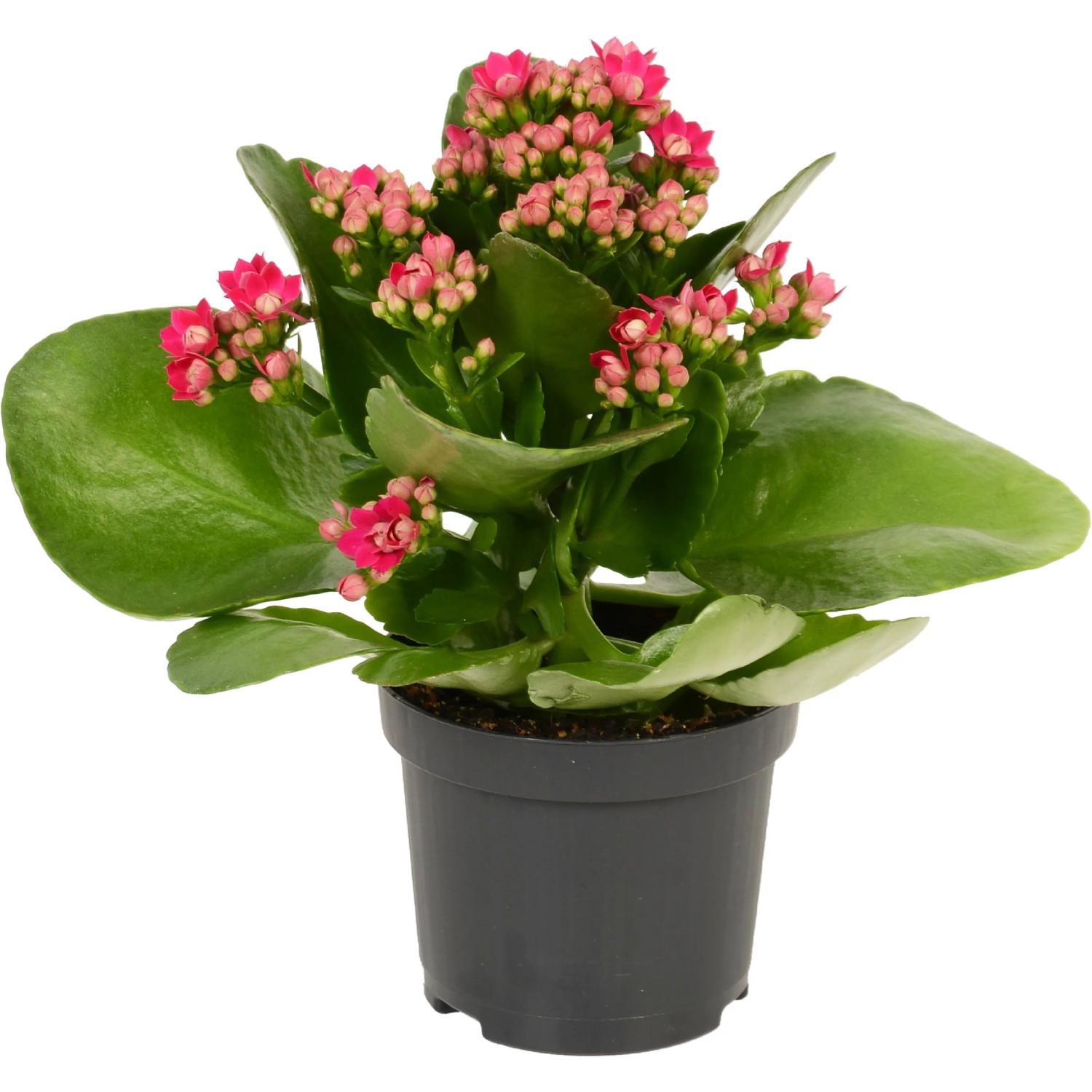 Flammendes Kathchen Pink