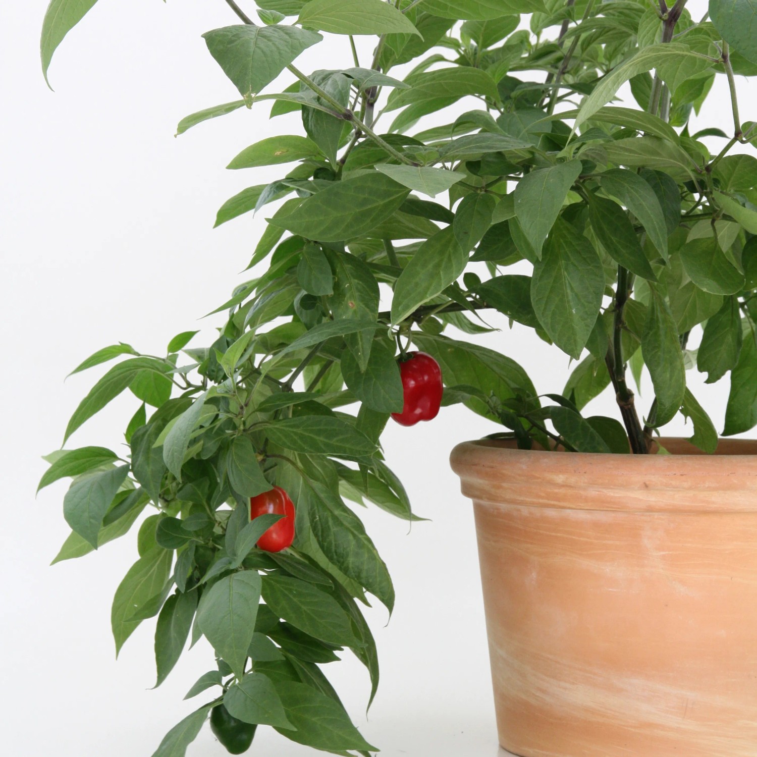 Blu Capsicum Pubescens Baum-Chili Ø 12 cm kaufen bei OBI