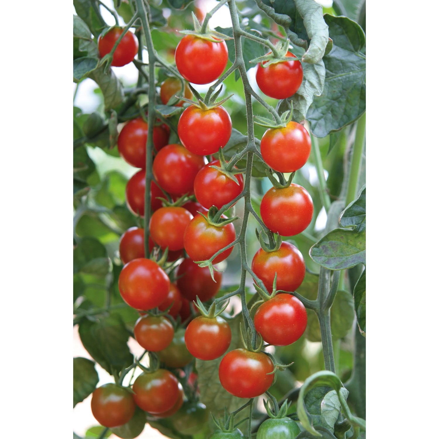 Grow by OBI Cherrytomate veredelt Topf-Ø ca. 12 cm "Solanum ...