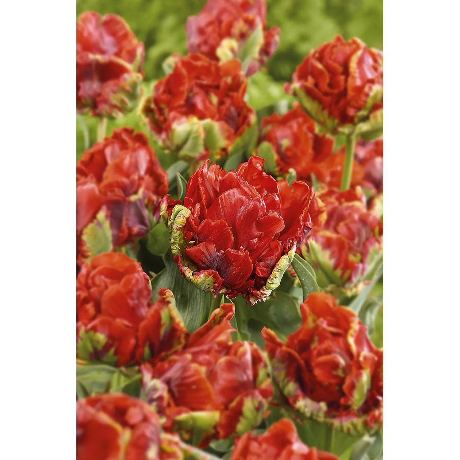GROW by OBI Tulpen-Blumenzwiebel Rot "Rococo Double" 10 Stück Tulipa ...