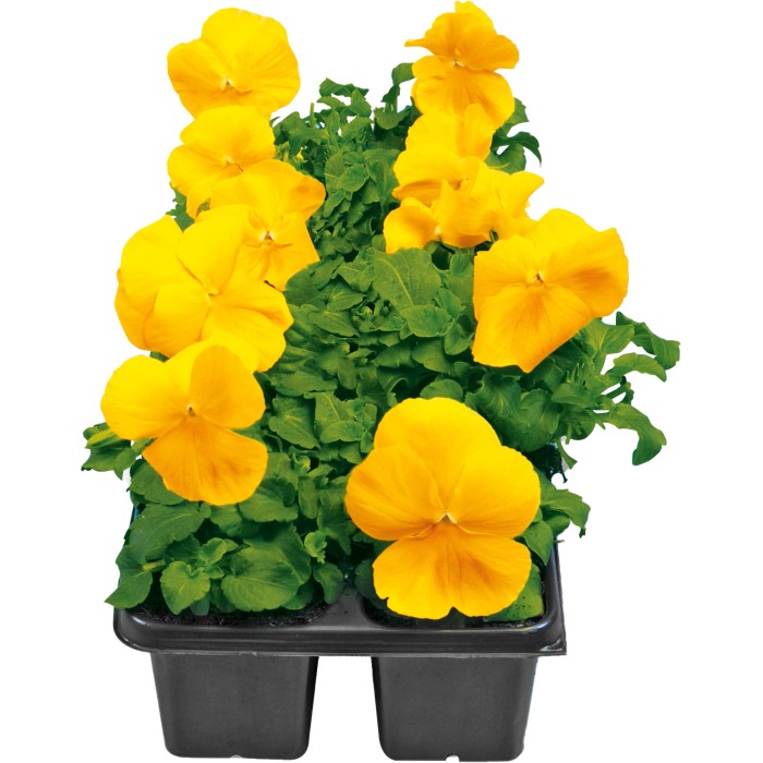 Balkonblumen kaufen bei OBI