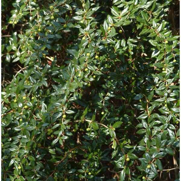 Berberitze Berberis kaufen bei OBI