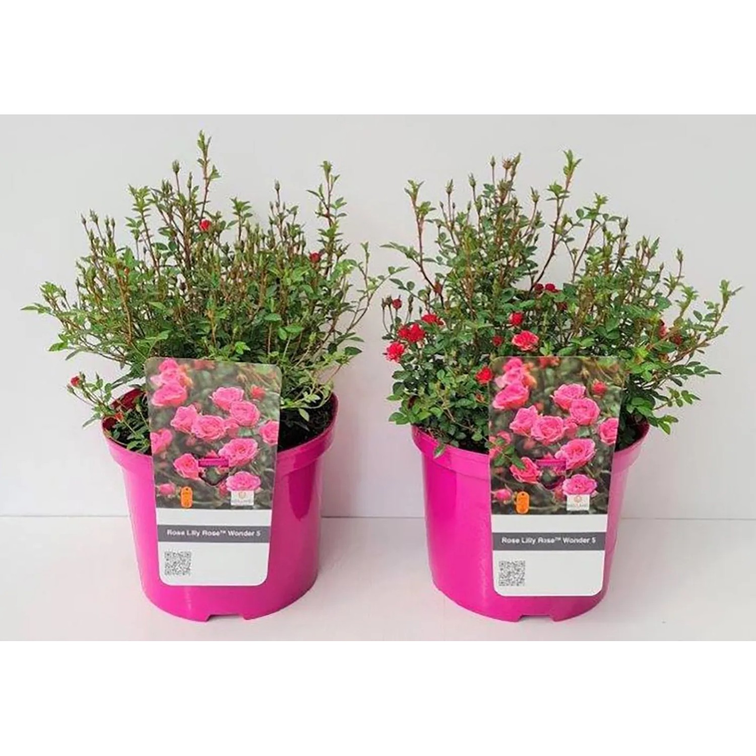 GROW by OBI Rose Zwergrose Weiß Höhe ca. 40-50 cm LillyRose kaufen bei OBI