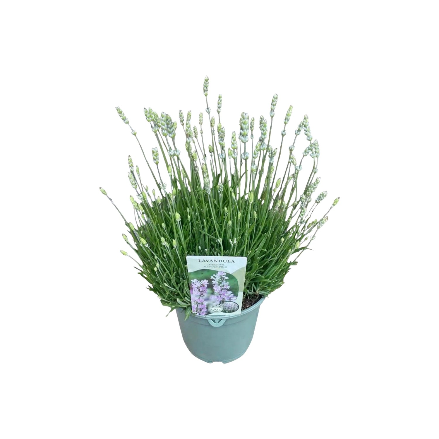 Lavandula Angustifolia Winterhart Kaufen