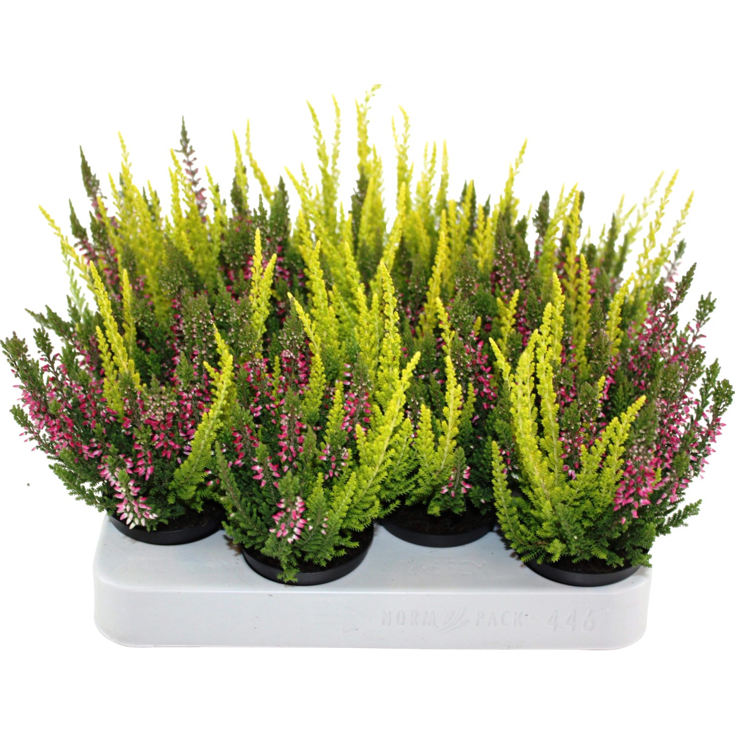 Calluna vulgaris "Beauty Ladies Mini" Trio Topf 6 cm kaufen bei OBI