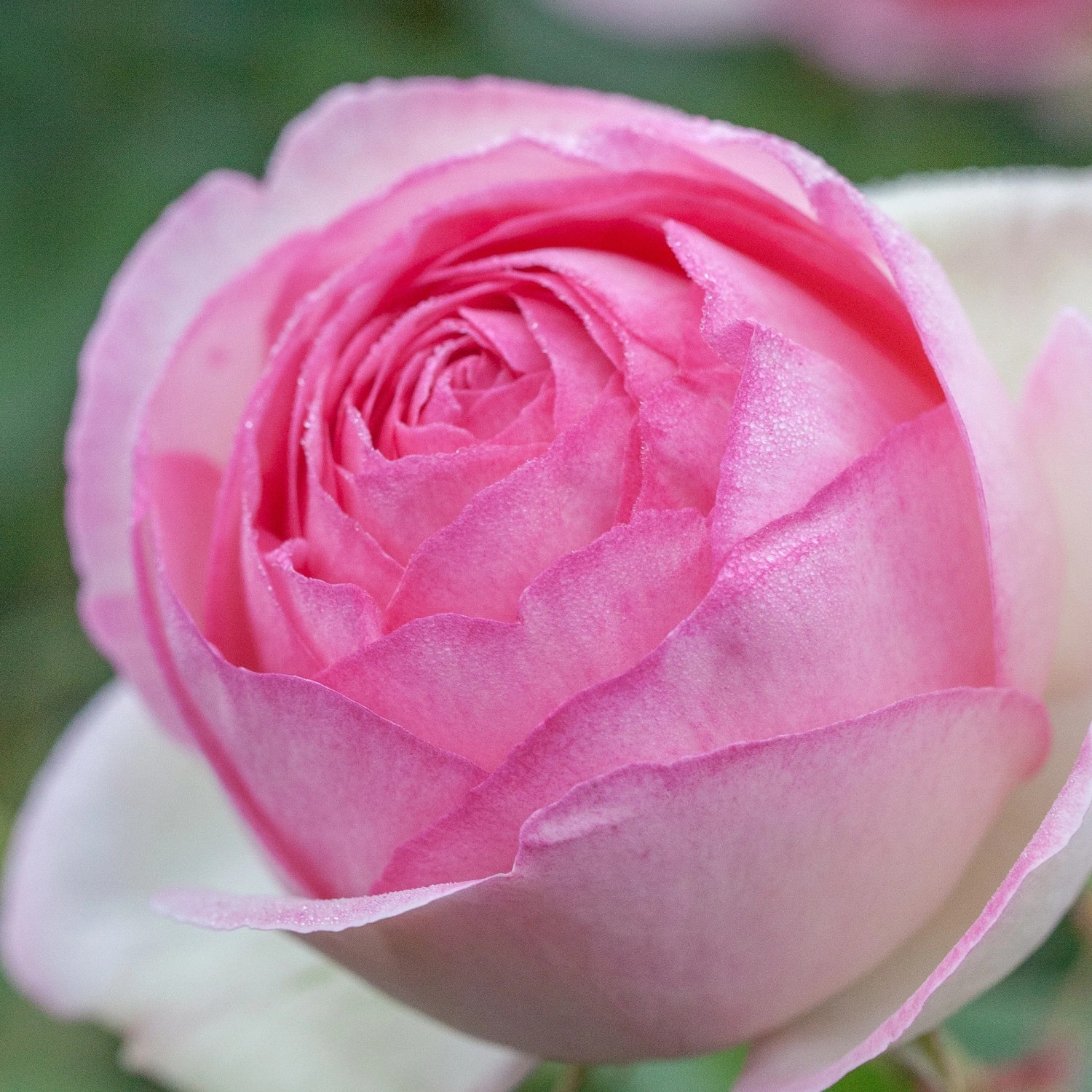 Rose "Eden Rose 85" Höhe ca. 30 - 40 cm Topf-Ø ca. 22 cm Rosa Hybride ...