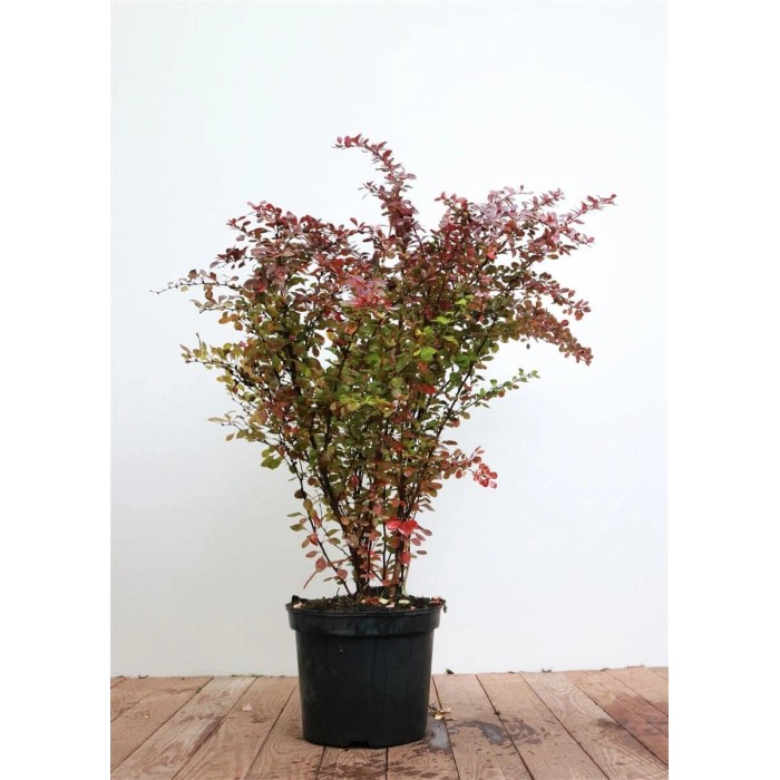 Berberitze (Berberis) kaufen bei OBI