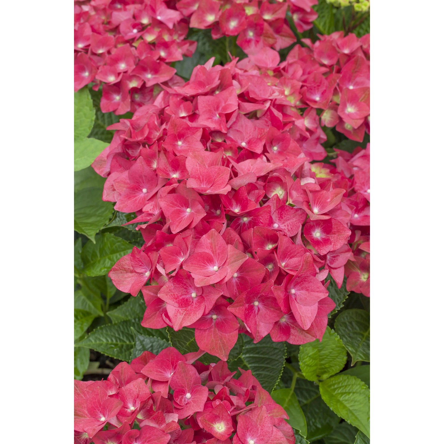 Hortensie Green Shadow Rot Höhe ca. 30 cm Topf 5 l Hydrangea macrophylla