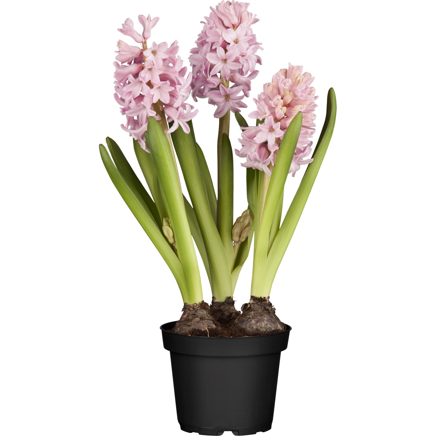 Hyazinthe Rosa Topf Ø ca. 12 cm Hyacinthus orientalis kaufen bei OBI