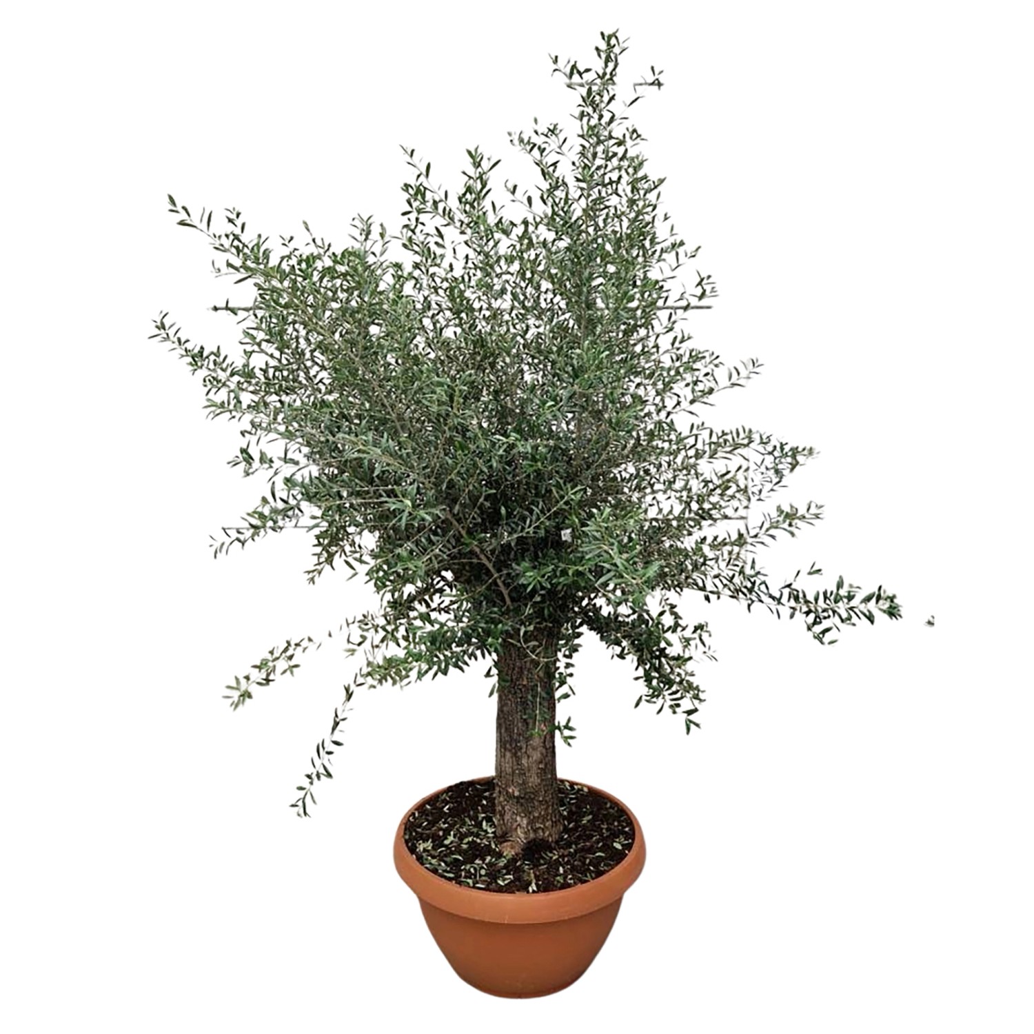 Olivenbaum Höhe ca. 80 - 100 cm Topf ca. 30 l Olea europaea kaufen bei OBI