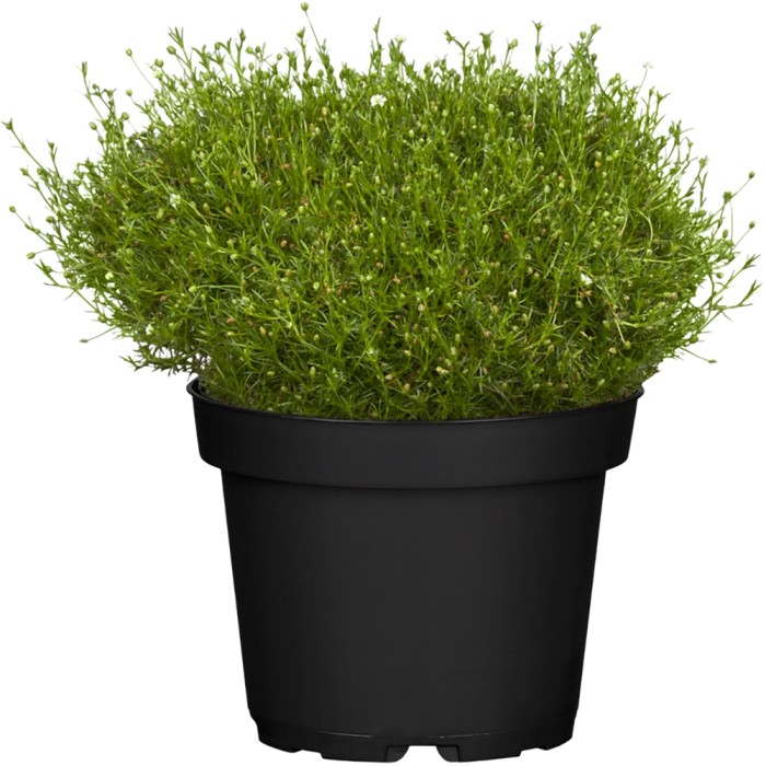 Sternmoos kaufen bei OBI