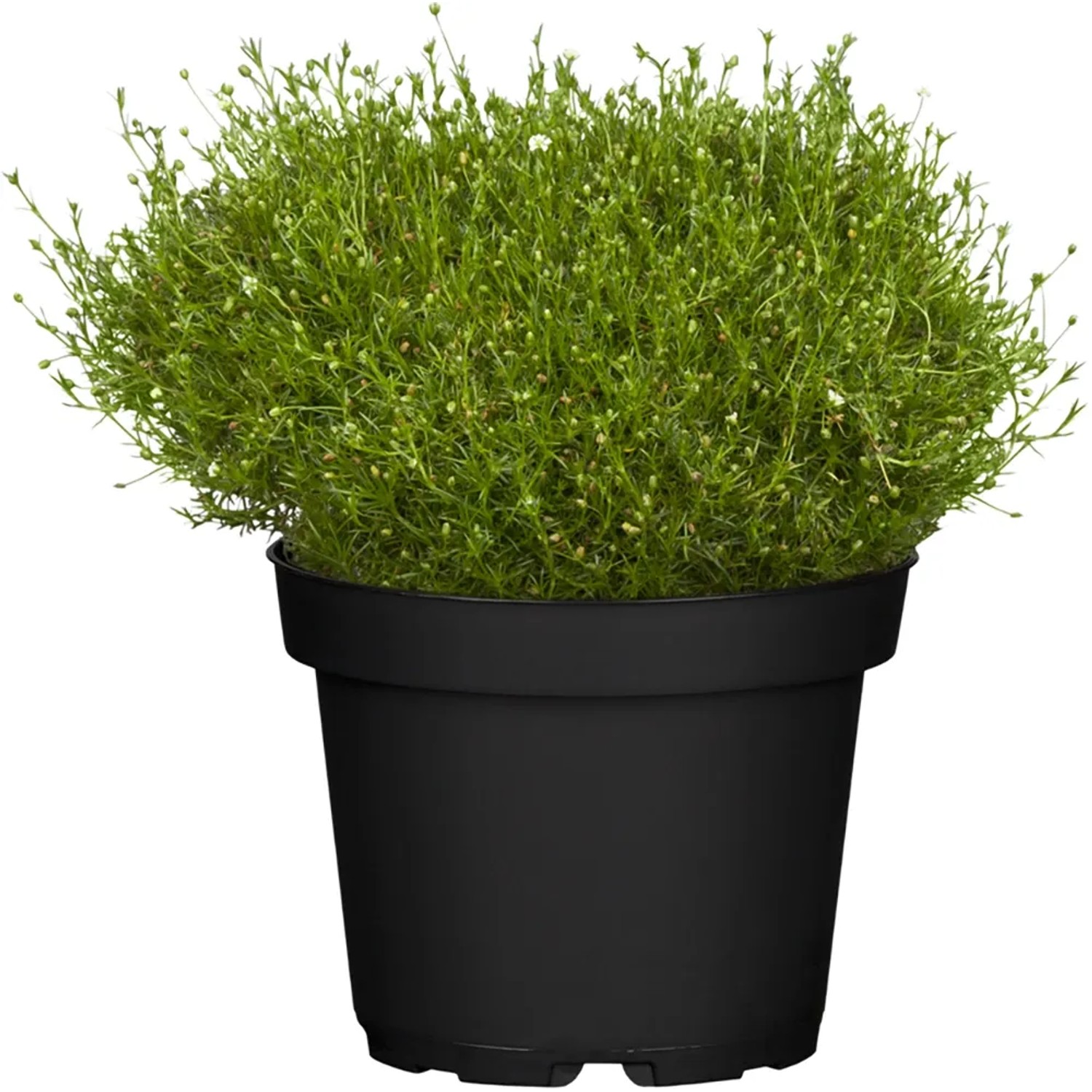 GROW by OBI Sternmoos Sagina subulata Bodendecker 10-20 cm kaufen bei OBI