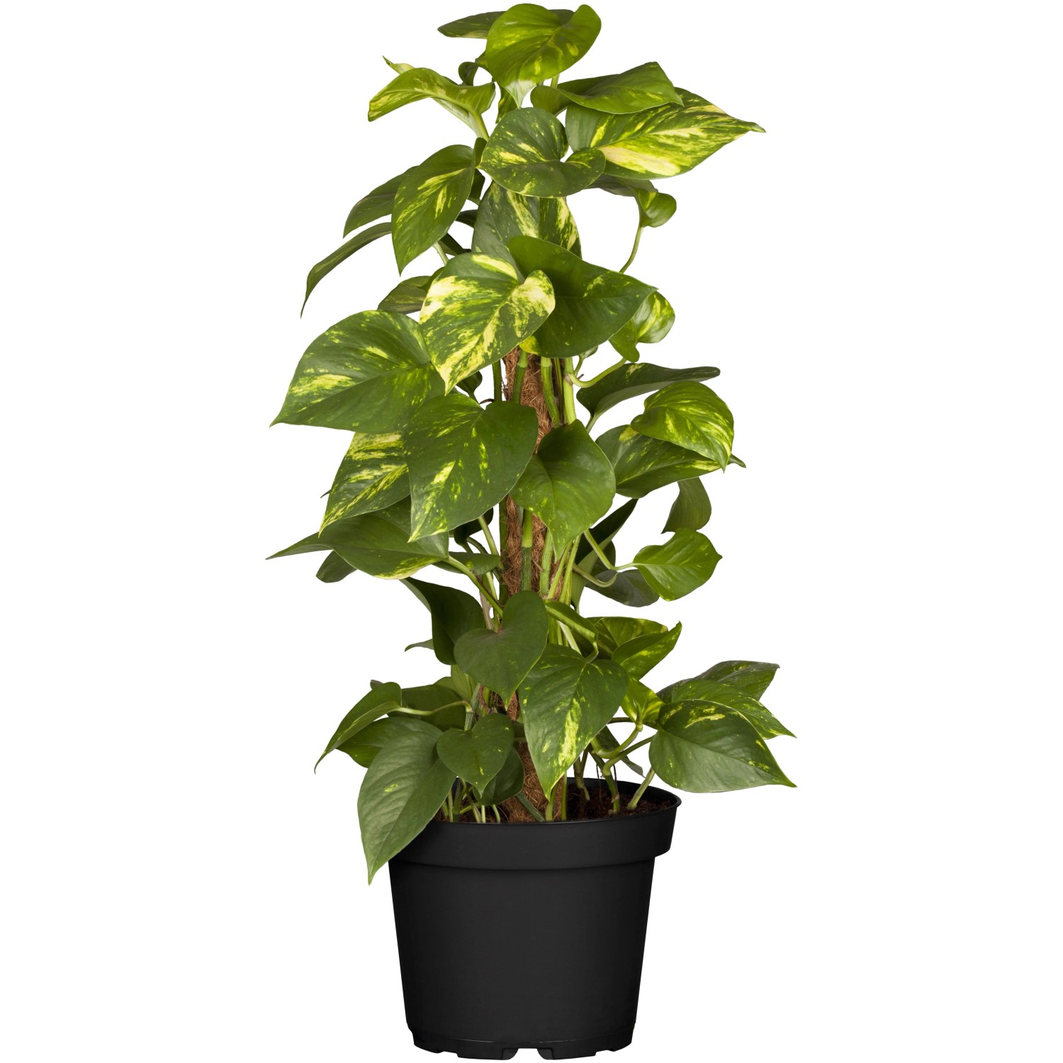 Efeutute Epipremnum Aureum