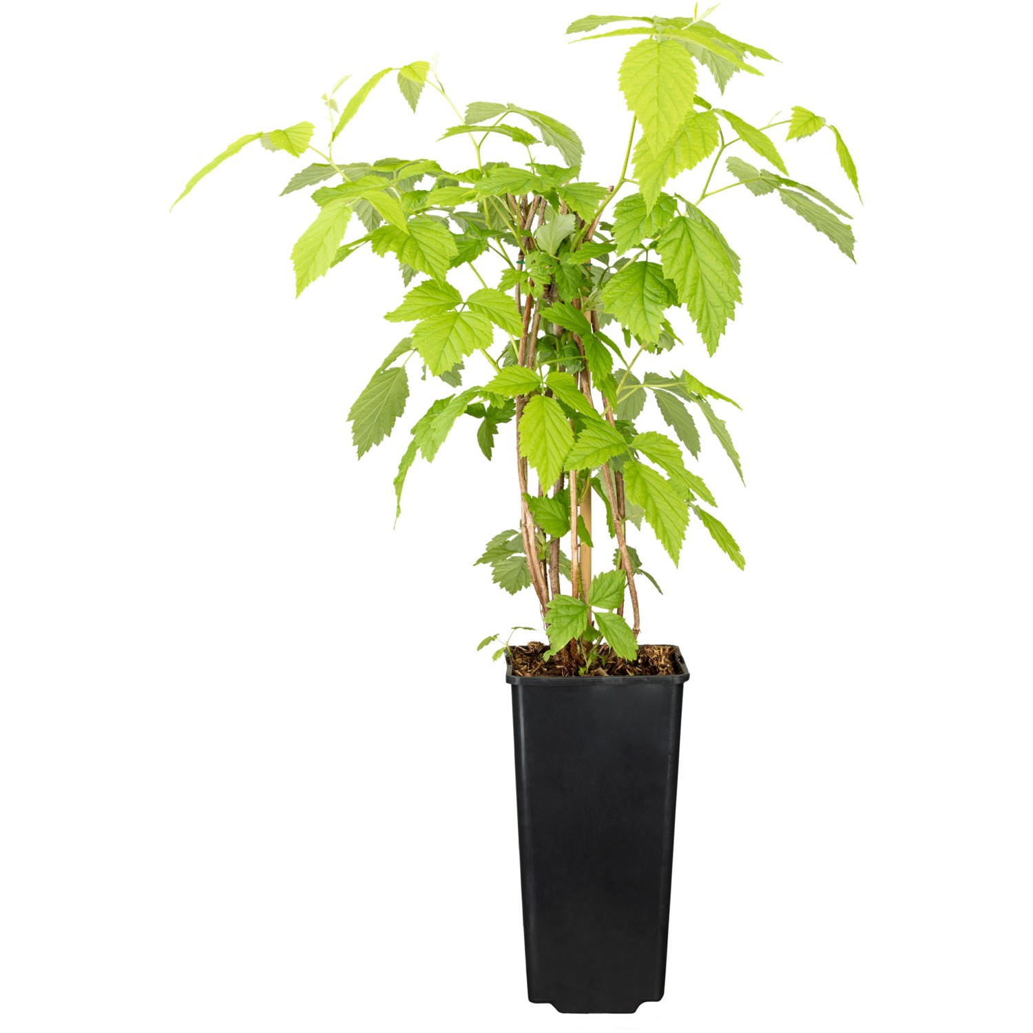 Himbeere"Raspbeary" Höhe ca. 30 - 40 cm Topf ca. 4,6 l Rubus idaeus ...
