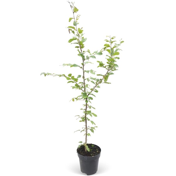 Hainbuche kaufen bei OBI