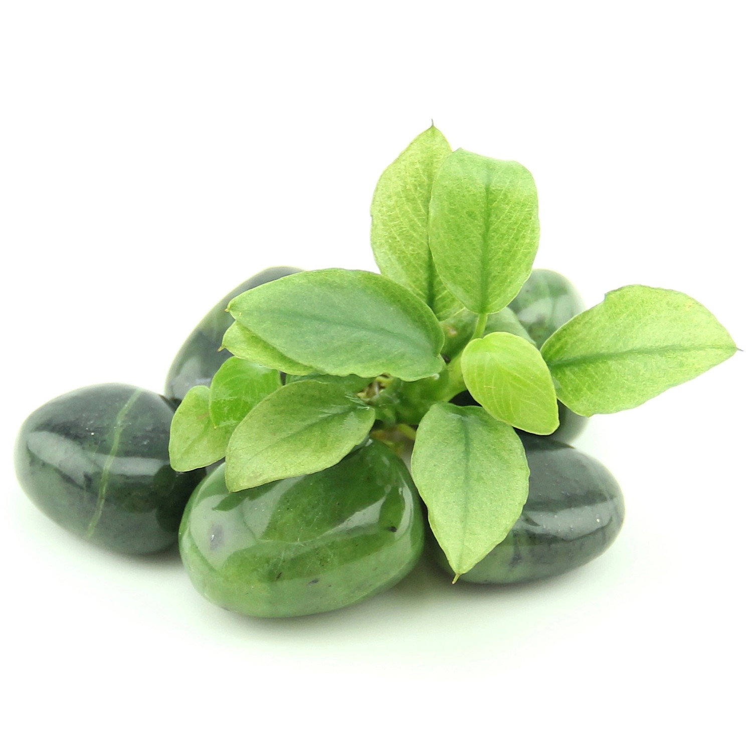 Dennerle Aquariumpflanze Anubias Nana Jade kaufen bei OBI