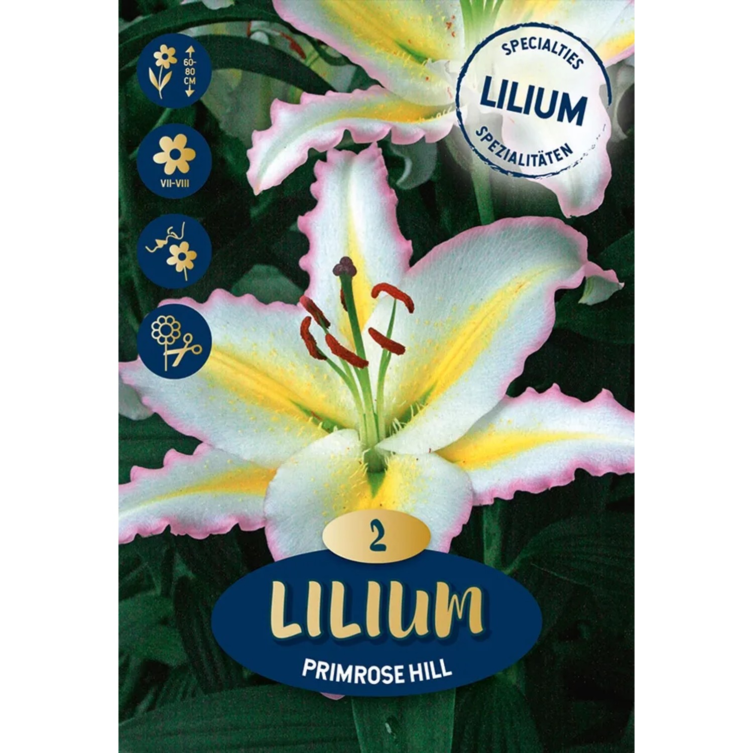 Lilien "Primrose Hill" Gelb-Weiß kaufen bei OBI