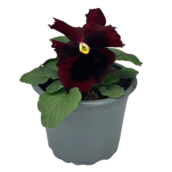 Balkonblumen kaufen bei OBI