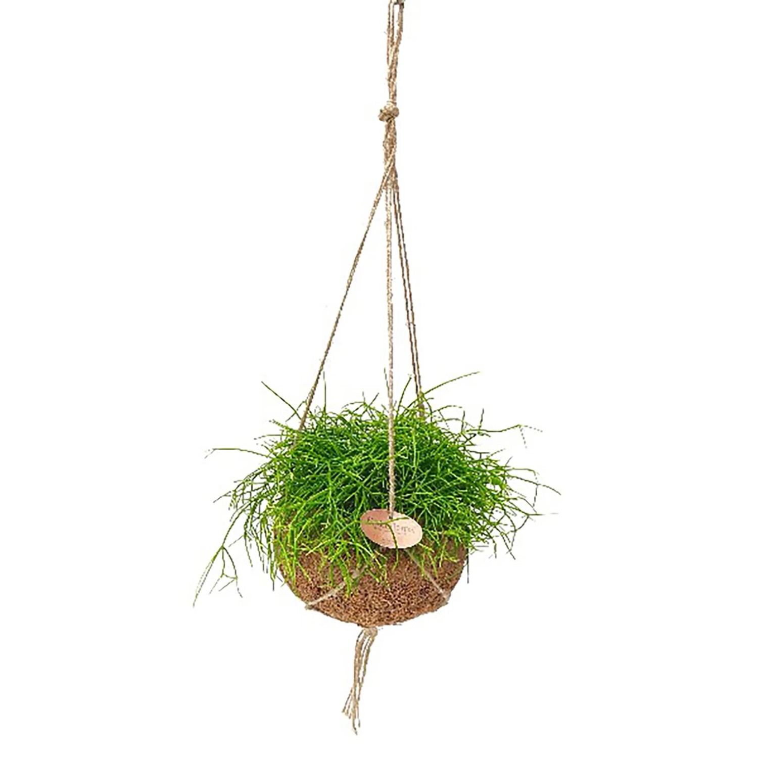 Grünpflanze Smit Collection in Kokodama-Ampel Topf-Ø ca. 15 cm ...