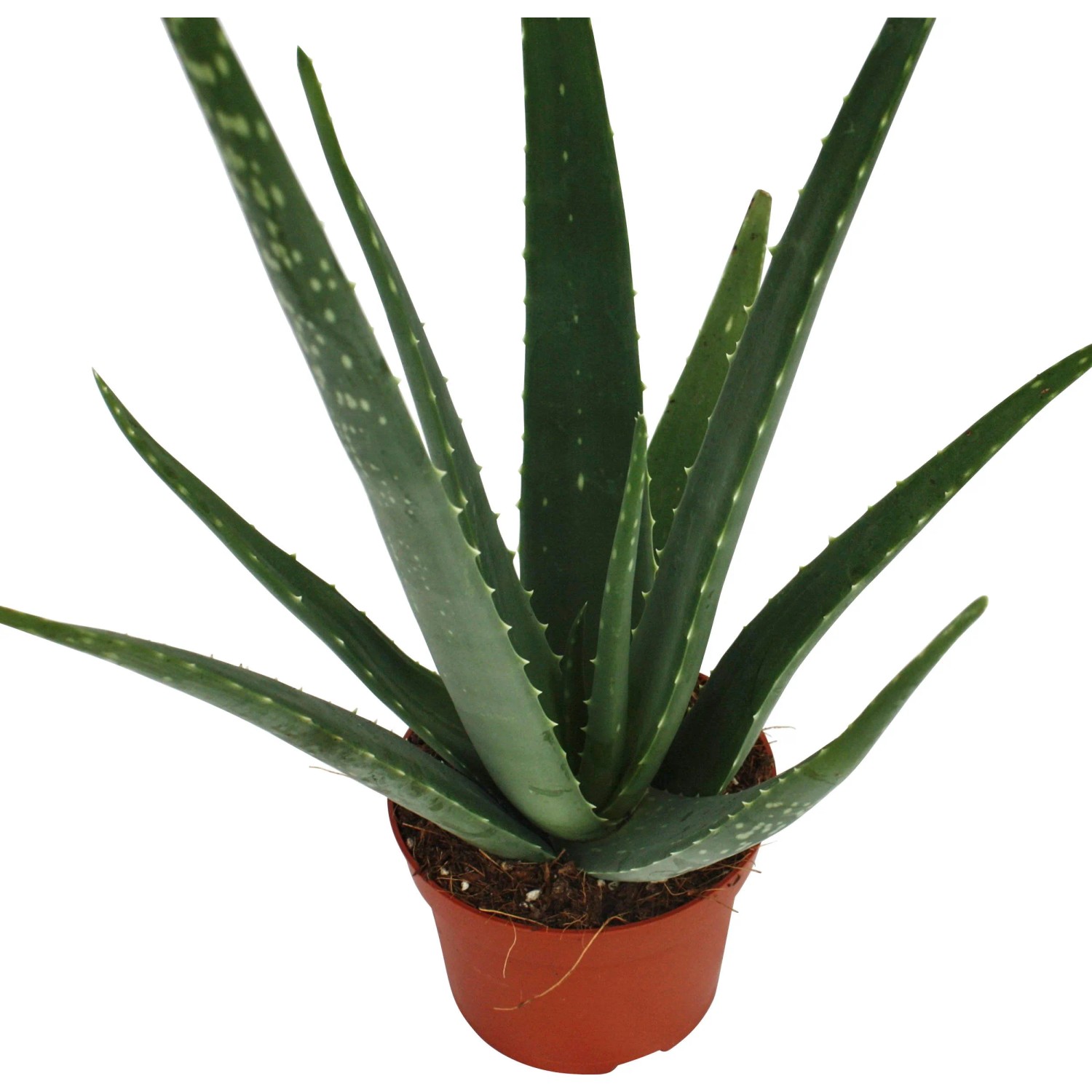 Sukkulente Aloe Vera