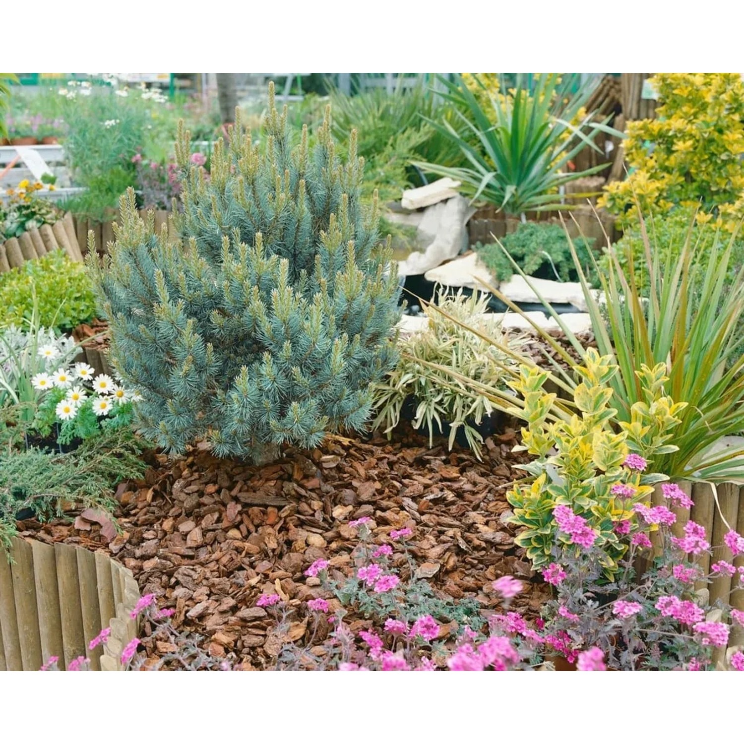 Pinus Sylvestris Chantry Blue Kiefer Blaugrün 30–40 cm