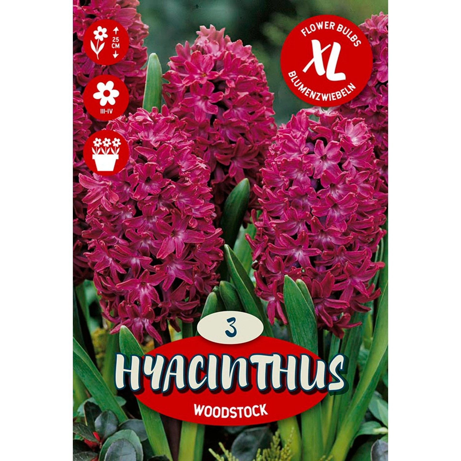 Blumenzwiebel Hyacinthus Orientalis Woodstock kaufen bei OBI