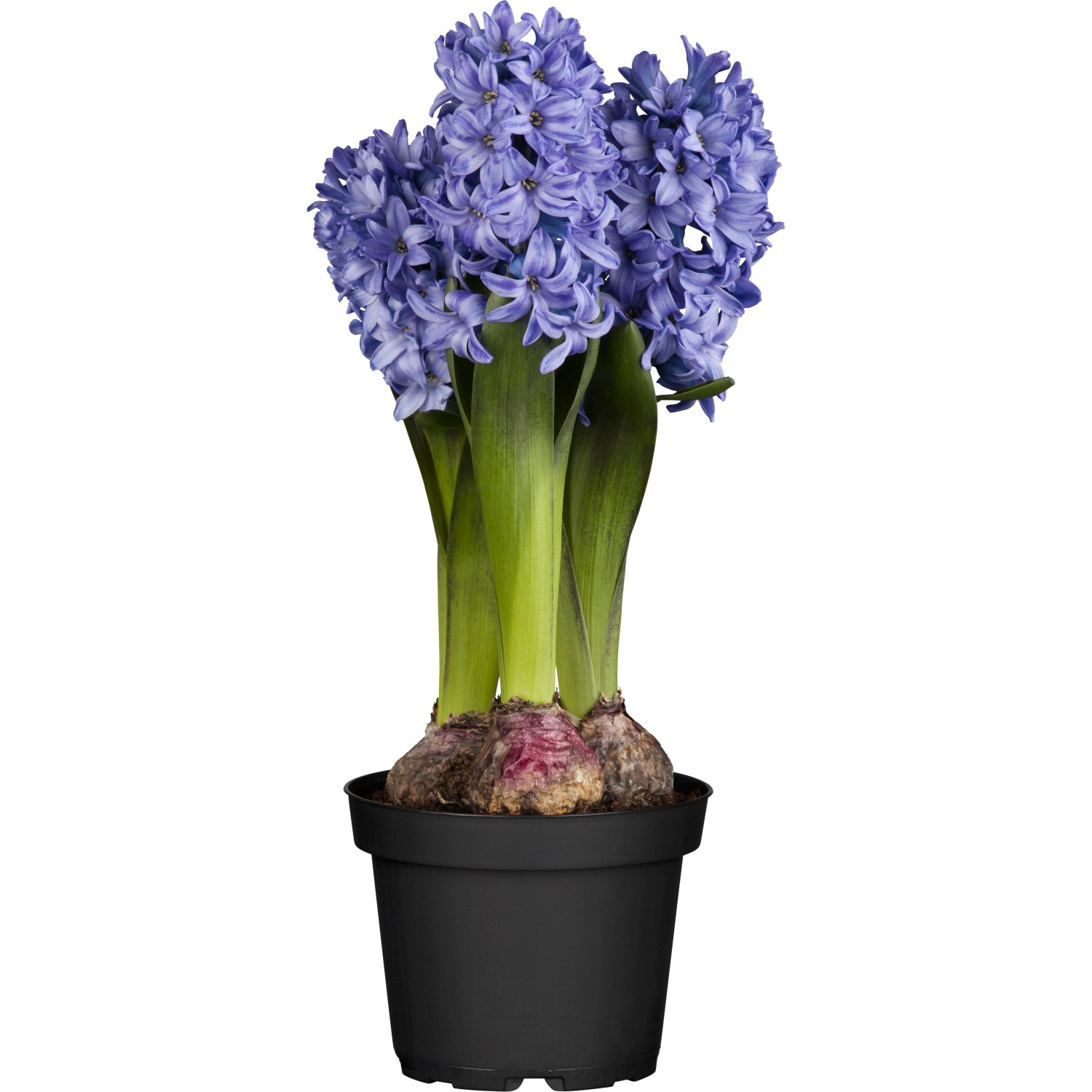 GROW by OBI Hyazinthe Blau Topf-Ø ca. 12 cm Hyacinthus orientalis ...