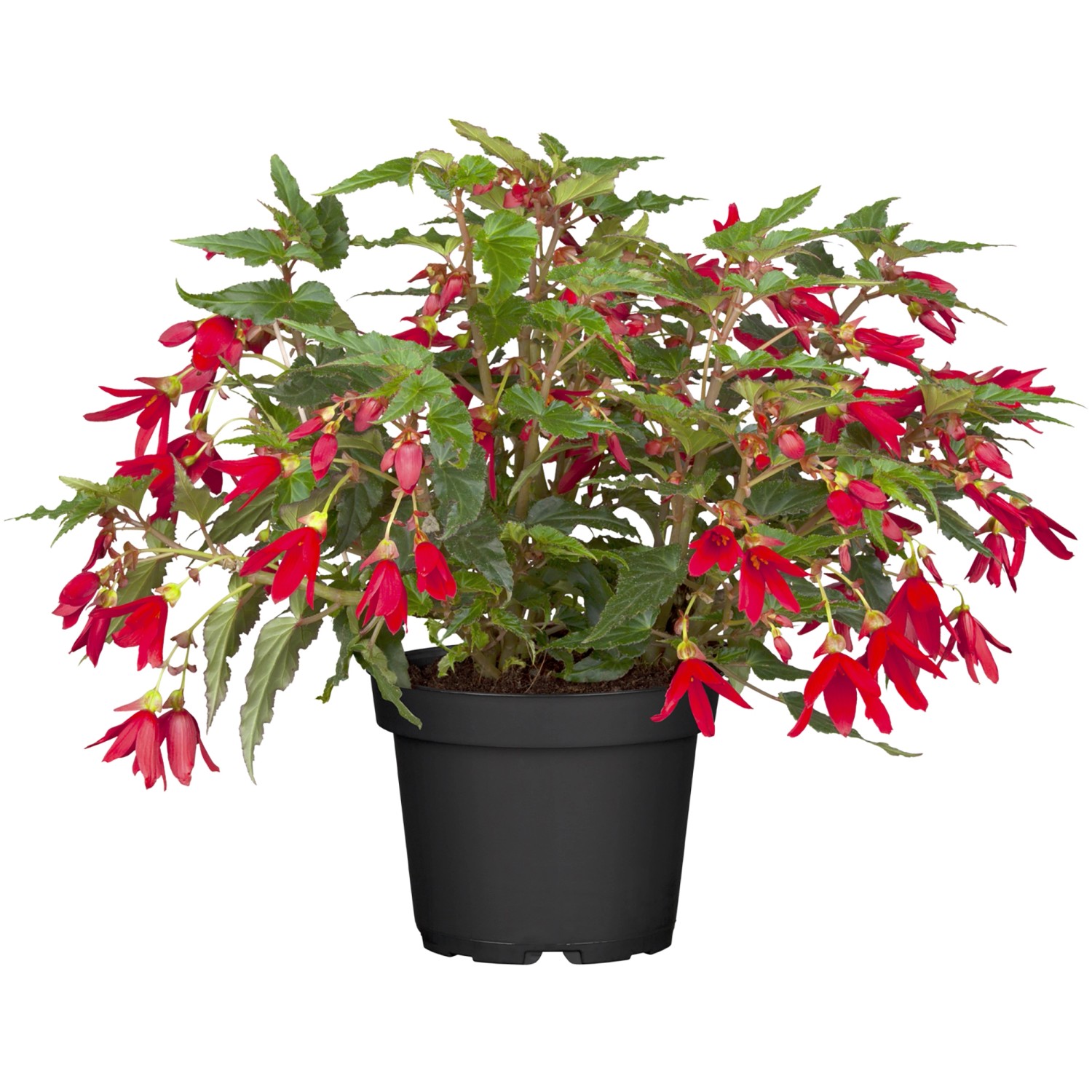 Begonie "Groovy" Höhe ca. 20 - 30 cm Topf-Ø ca. 13 cm Begonia ...