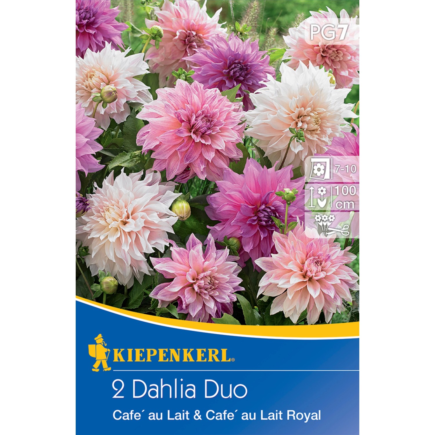 Kiepenkerl Dahlien "Duo Cafe au Lait" und "Cafe au Lait Royal" 2 Stück ...