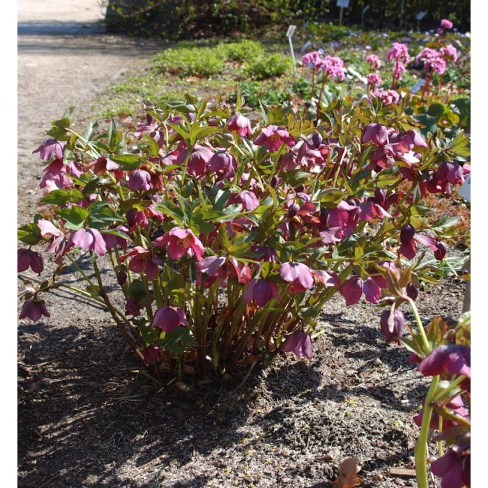 Lenzrose (Helleborus orientalis) kaufen bei OBI